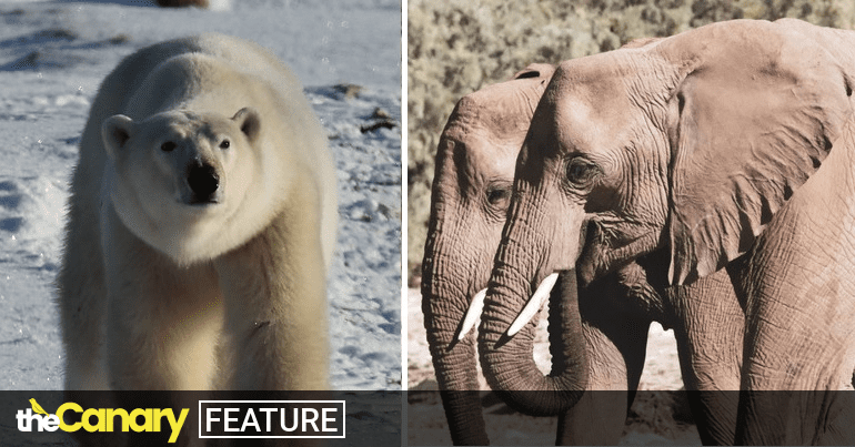 Polar bear auctions and declining elephant numbers: the trophy hunting ...
